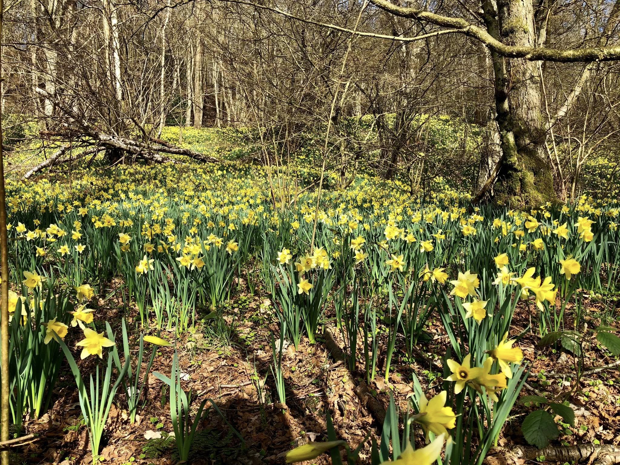 Farndale: Yorkshire's Daffodil Valley - The Yorkshireman