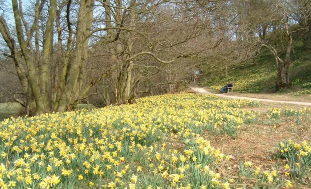 Farndale: Yorkshire's Daffodil Valley - The Yorkshireman