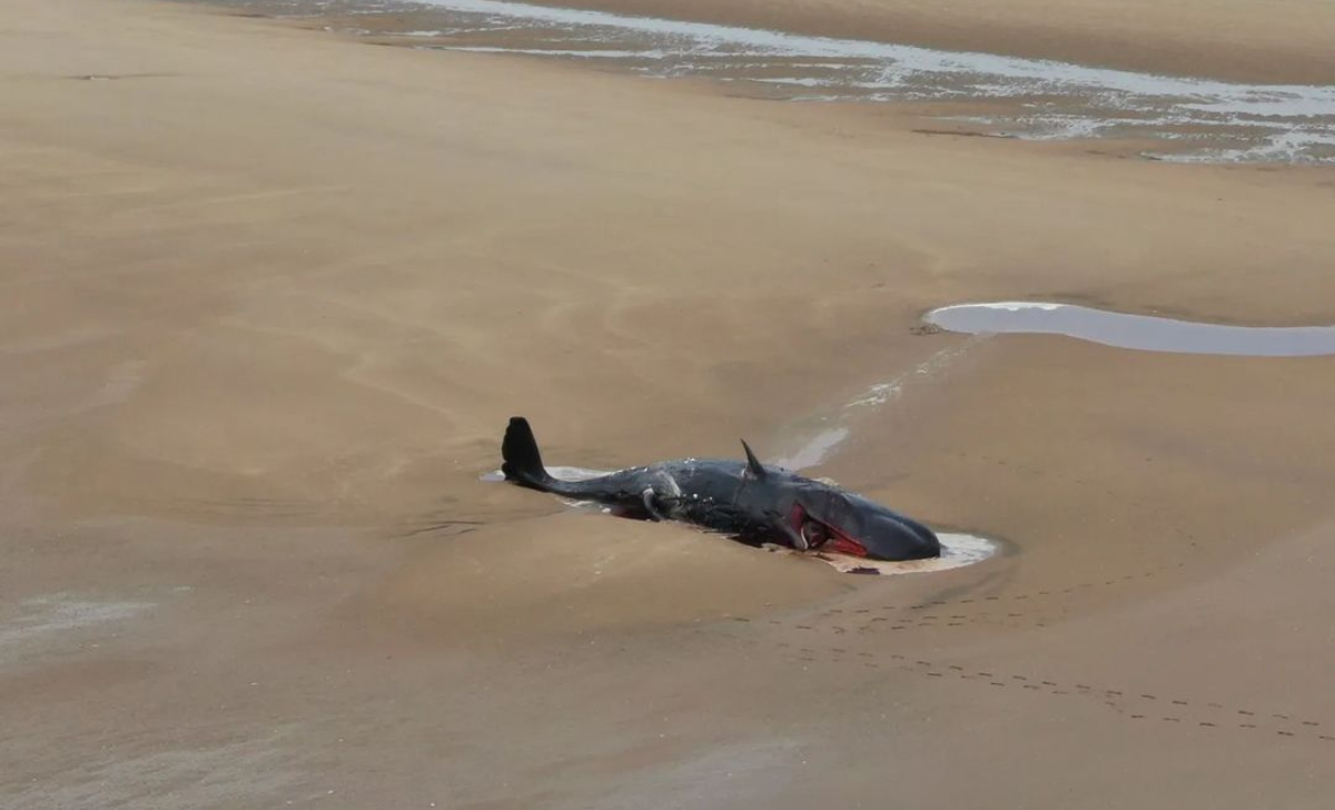 Two 'Beautiful' Sperm Whales Wash Up On Yorkshire Beach - The Yorkshireman