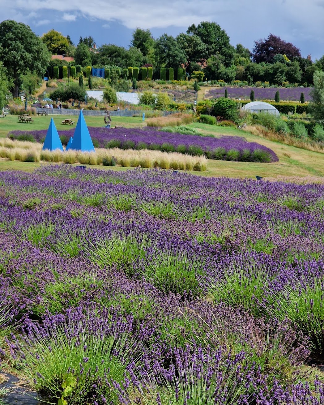Yorkshire Lavender Fields In Howardian Hills, North Yorkshire