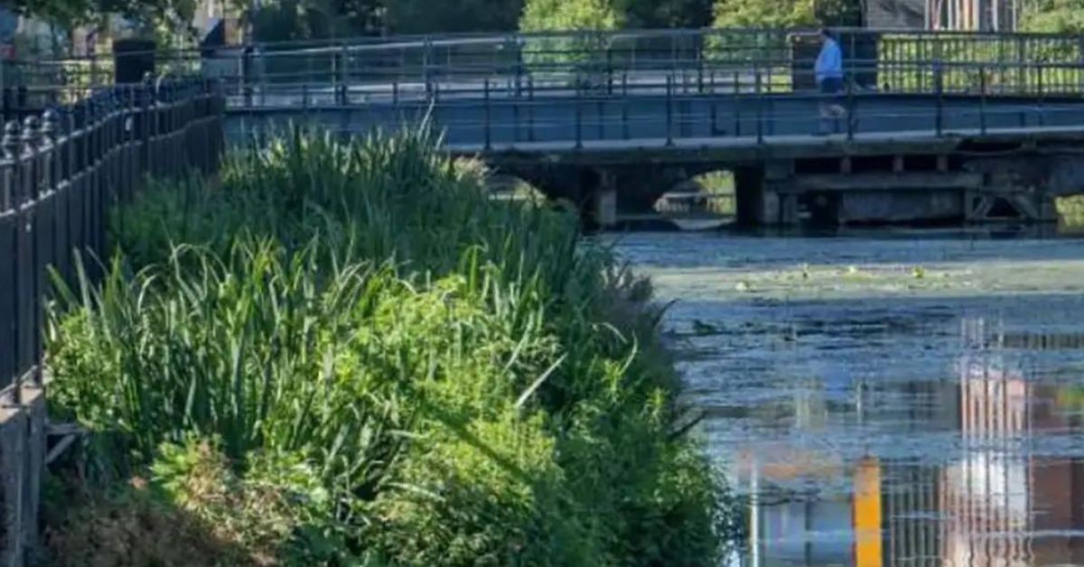 'Floating Ecosystem' Set To Help Boost Wildlife & Improve Water Quality ...