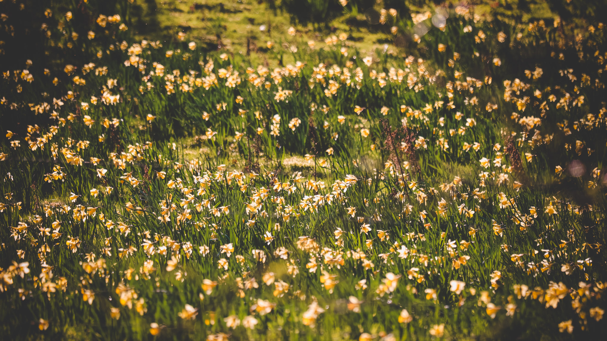 16 Stunning Places To See Spring Flowers In Yorkshire - The Yorkshireman