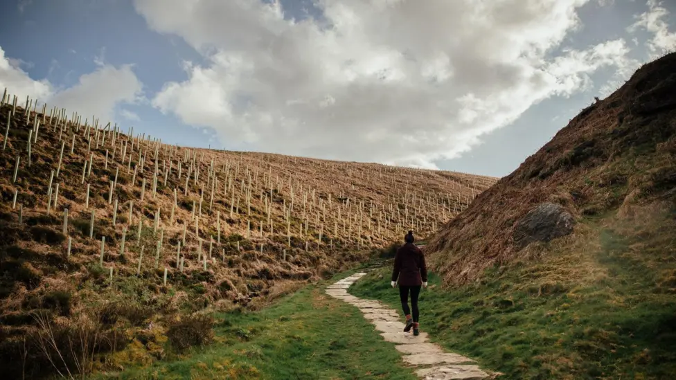 134 Million Trees Planned For Yorkshire With Aims To 'Transform ...