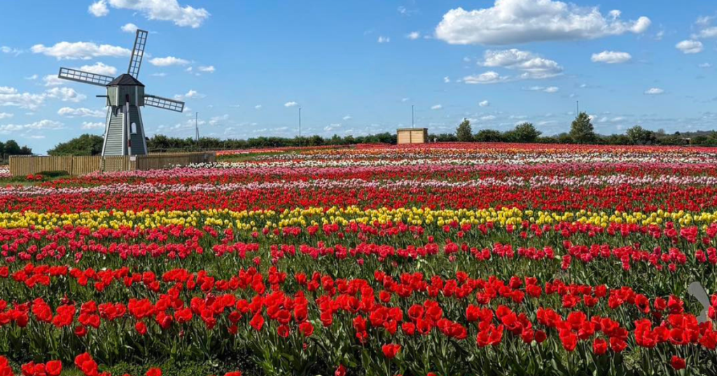 This Family-Run Farm In Yorkshire's Tulip Festival Has Returned With ...