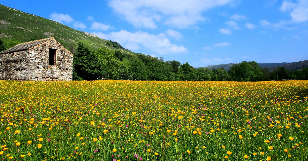 7 Of The Best Spring Walks In Yorkshire For 2026 - The Yorkshireman